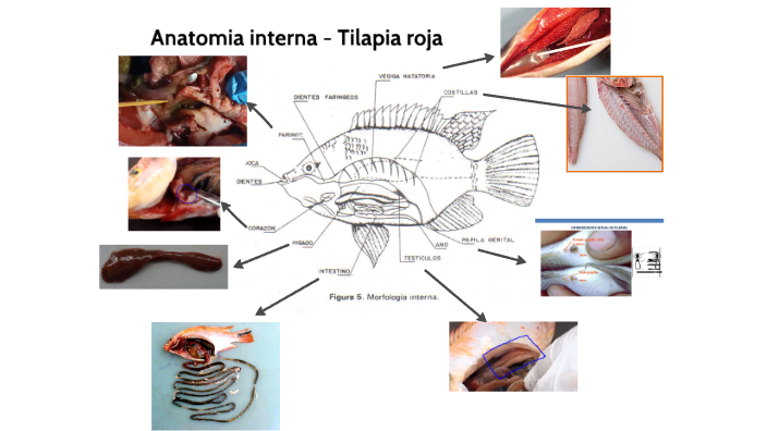 Anatomía Interna De La Tilapia Roja By Vivi Jiménez On Prezi