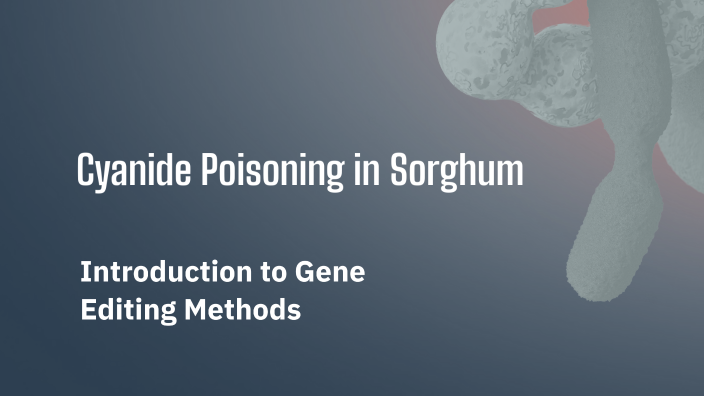 Cyanide Poisoning in Sorghum by Sindhuri Katamreddy on Prezi