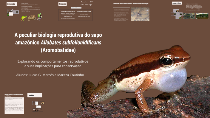 A peculiar biologia reprodutiva do sapo amazônico Allobates ...