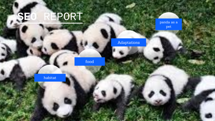 pandas by hayden peters on Prezi
