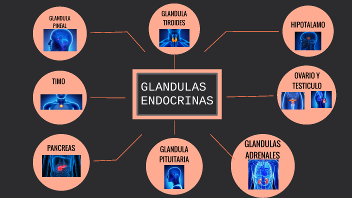 GLANDULAS ENDOCRINAS by GRISSEL GARCIA MADRID on Prezi