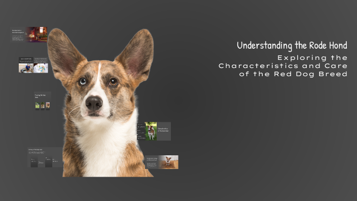 Understanding the Rode Hond by Ghiel Heusdens on Prezi