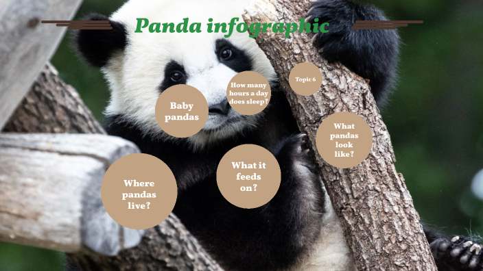 INFOGRAFIA OSO PANDA by Araceli Bujalance Hinojosa on Prezi