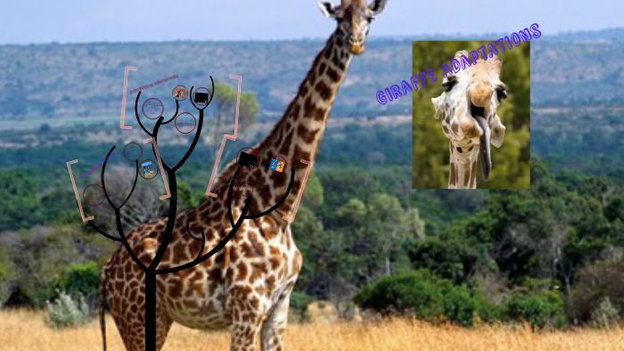 Giraffe Adaptation by Jaqueline Rosas