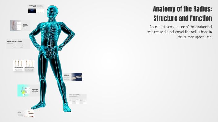 Anatomy of the Radius: Structure and Function by Dr. Shalini Singh on Prezi