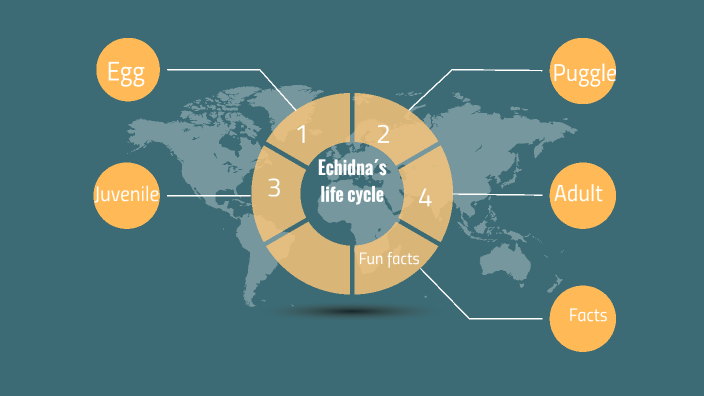 Echidna life cycle by Wyatt Leeper on Prezi
