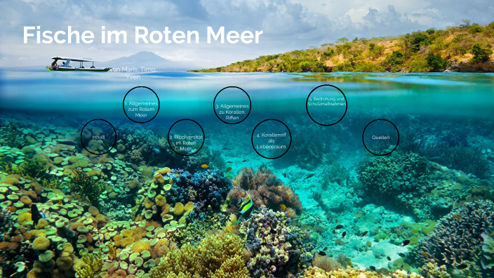 Fische Im Roten Meer Ubersicht