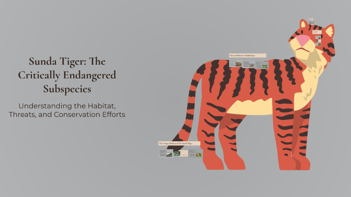 Sunda Tiger: The Critically Endangered Subspecies by Yousef Abu ...