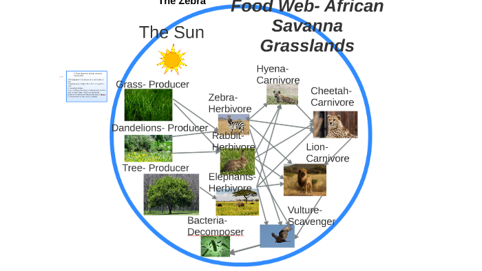 Food Web- African Savanna Grasslands by Laura Garcia on Prezi