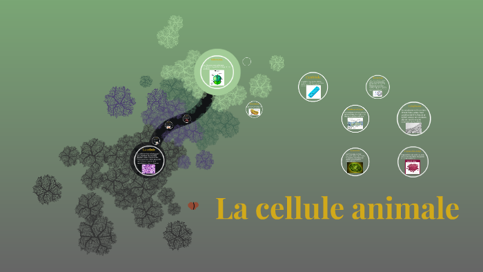 La cellule animal by Ryan Lacasse on Prezi