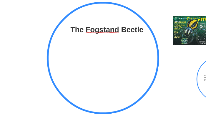 The Fogstand Beetle by elena fernandez on Prezi