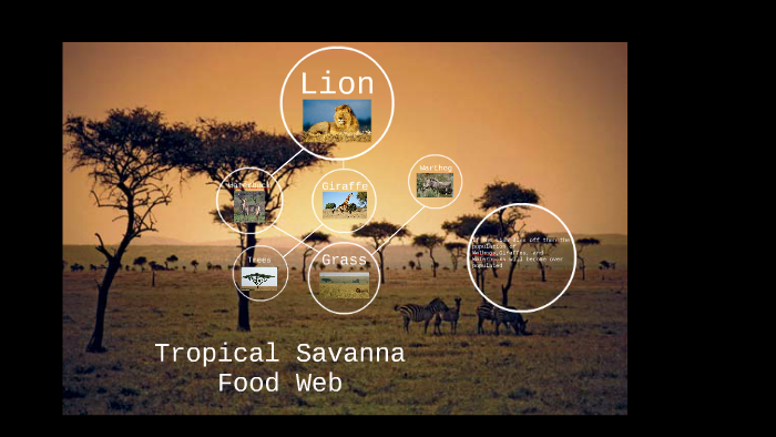 Tropical Savanna Food Web by Malayna Creasy on Prezi