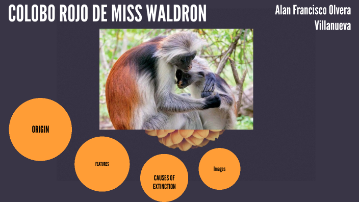 COLOBO ROJO DE MISS WALDRON by Alan Francisco Villanueva on Prezi