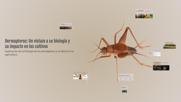 Dermapteros: Un vistazo a su biología y su impacto en los cultivos by ...