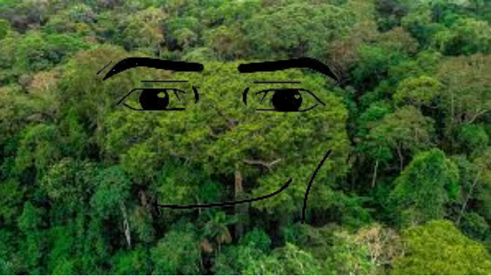 part 2 South American Tropical Forest by Shane Browder on Prezi