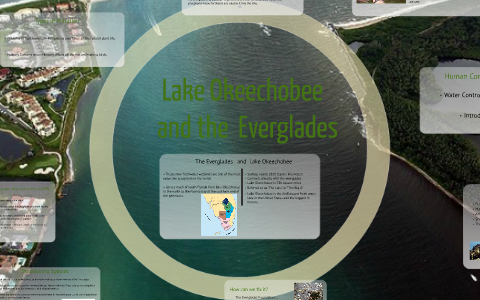 Pollution in the Everglades and Lake okeechobee by Stephanie Jimenez on ...