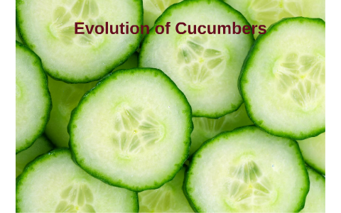 Evolution of Cucumbers by Ben Hayles on Prezi