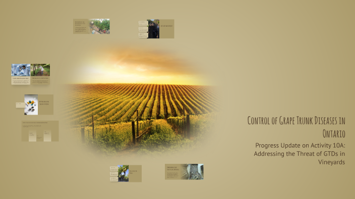 Control of Grape Trunk Diseases in Ontario by Wally on Prezi