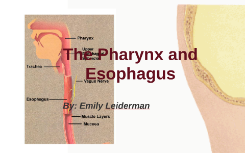 Pharynx And Esophagus Anatomy
