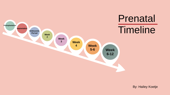 Prenatal Timeline by hailey joy on Prezi