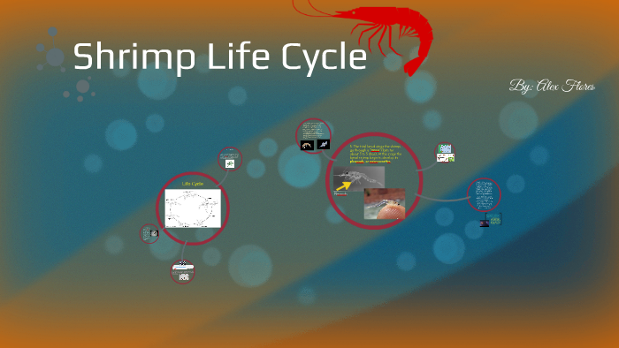Shrimp Life Cycle by on Prezi