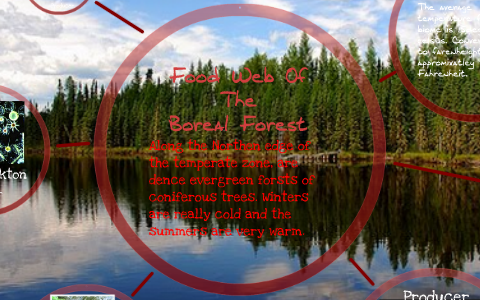 Food Web Of The Grassland by Caitlin Boyer on Prezi