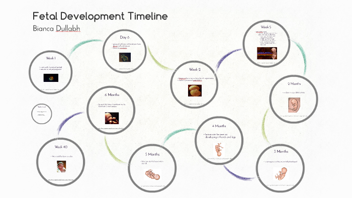 Fetal Development Timeline by Bianca Dullabh on Prezi