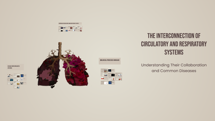 The Interconnection of Circulatory and Respiratory Systems by paulina ...