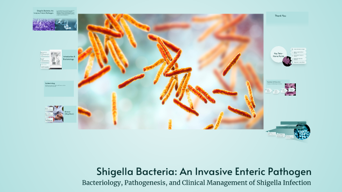 Shigella Bacteria: An Invasive Enteric Pathogen by Mint Park on Prezi