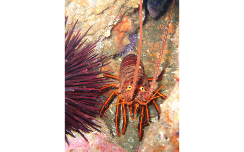Predators and Prey of the California Spiny Lobster by Jacob Burton on Prezi