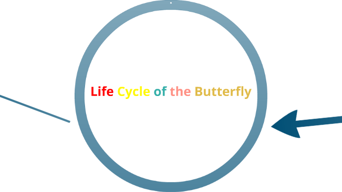 Life Cycle of the Buttervly by M Harding