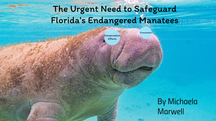 The Urgent Need to Safeguard Florida's Endangered Manatees by Michaela ...