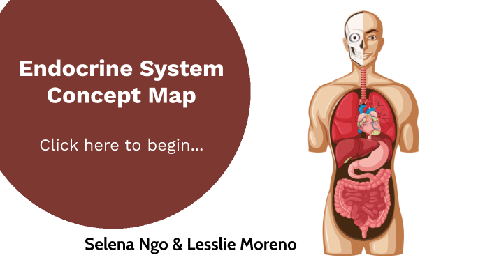 Endocrine System Concept Map by Selena Ngo on Prezi