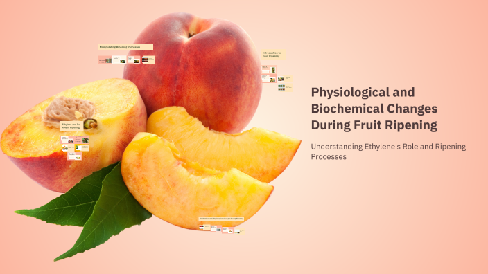Physiological and Biochemical Changes During Fruit Ripening by umi ...