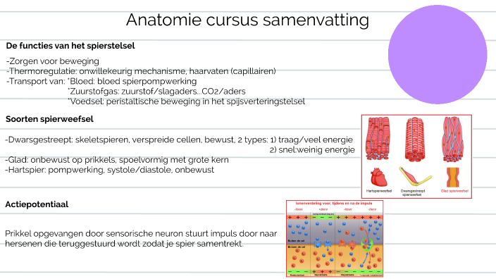 samenvatting cursus anatomie by Nicolas Muylle on Prezi
