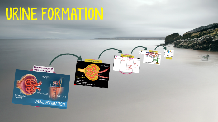 The three steps of urine formation by Harpreet Kaur on Prezi