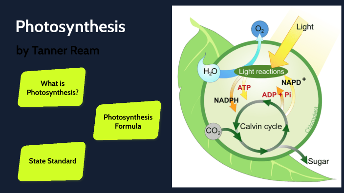 Photosynthesis by Tanner Ream on Prezi