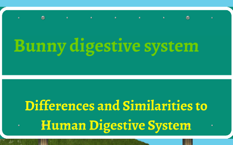 Bunny digestive system by Zobia Haq on Prezi
