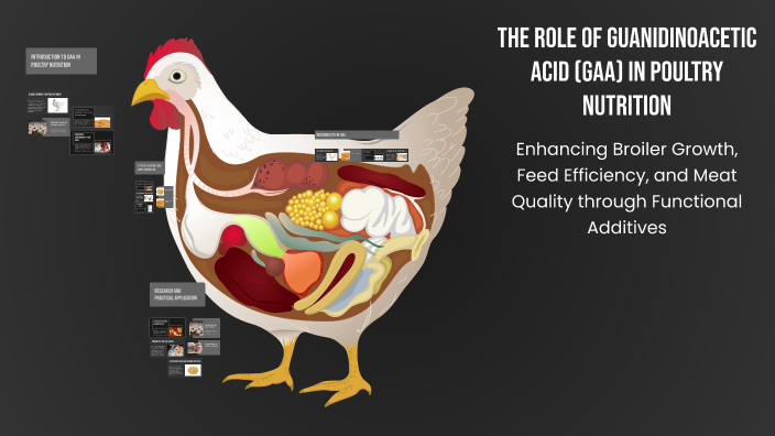 The Role of Guanidinoacetic Acid (GAA) in Poultry Nutrition by Bilal ...
