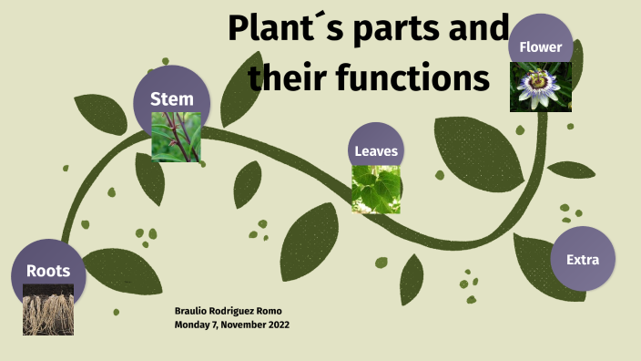 Plant´s parts and their functions by Braulio Rodríguez Romo on Prezi