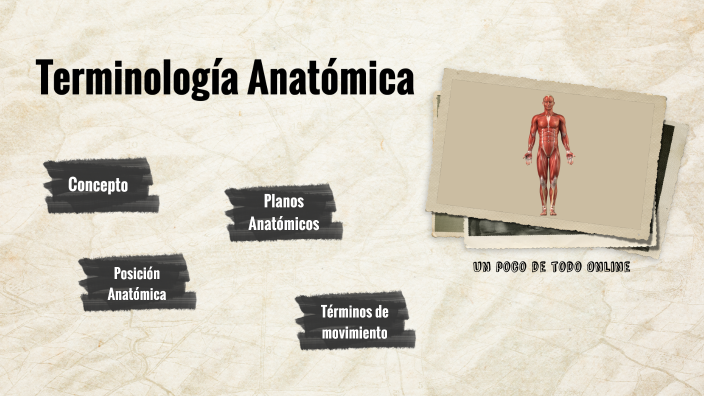Terminología Anatómica by Un poco de todo Online on Prezi