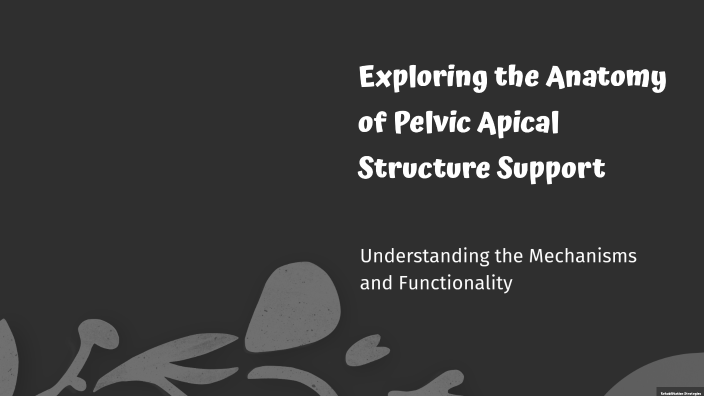 Exploring the Anatomy of Pelvic Apical Structure Support by saima rani ...