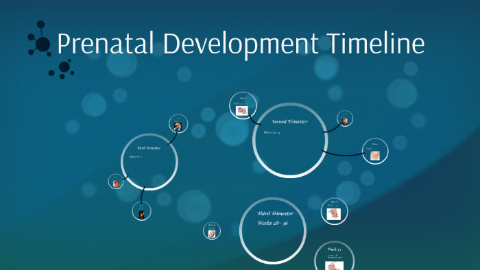 Prenatal Development Timeline by maria foley on Prezi