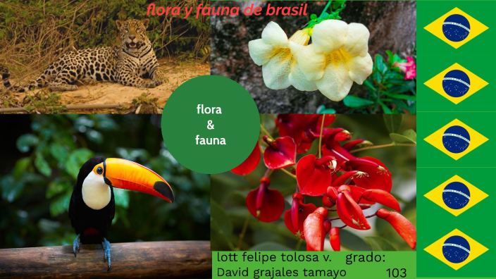 flora y fauna de brazil by lott tolosa on Prezi