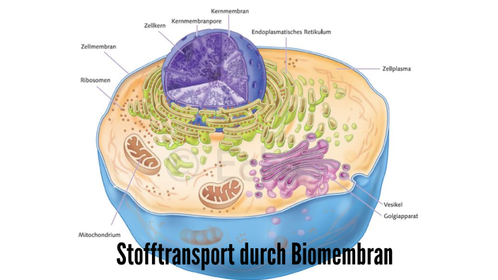 Stofftransport durch Biomembran by Jeraldine Kohler on Prezi