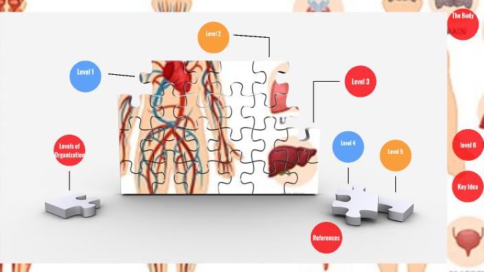The Human Body by whitney brewster on Prezi