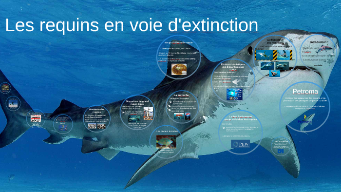 Les requins en voie d'extinction by Sarah Choquette Scott on Prezi