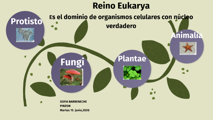 Reino Eukarya by sofia Barreneche on Prezi