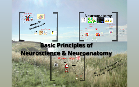 Basic Principles of Neuroscience and Neuroanatomy by Natasha Alexander ...