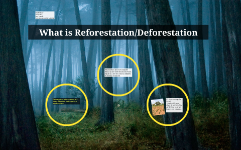 What is Reforestation by taylor fwa